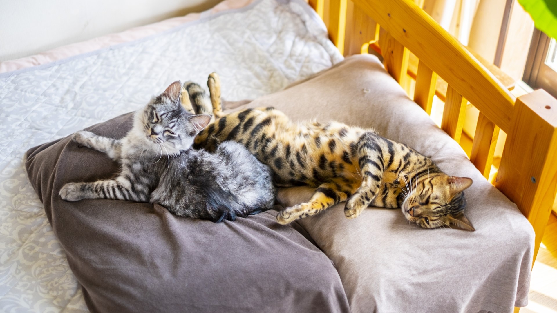 How to Tell When Your Cat is Happy: A Guide for Cat Owners